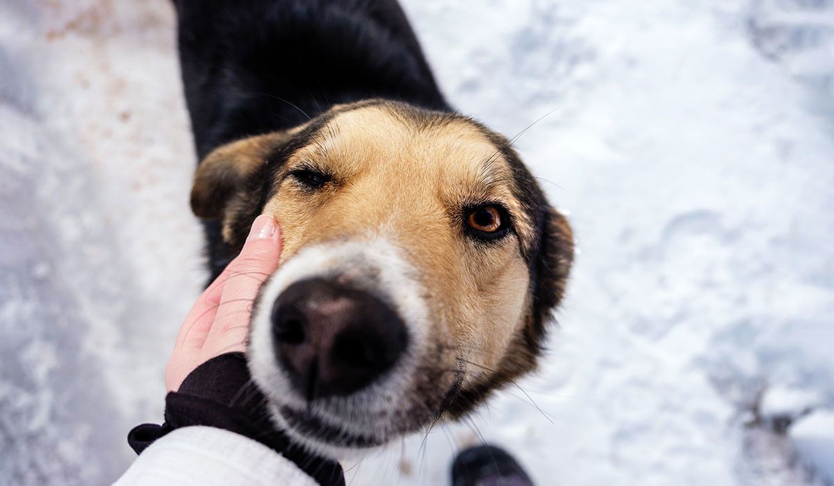Common Winter Hazards for Pets and How to Avoid Them - Blog